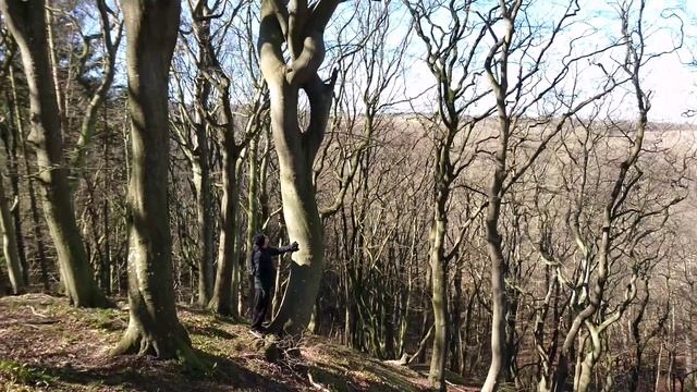 Бук с кольцом в лесу Йексендален (Jeksendalen ), Хёрнинг, Дания. 19 мар. 2022. Сросшиеся деревья