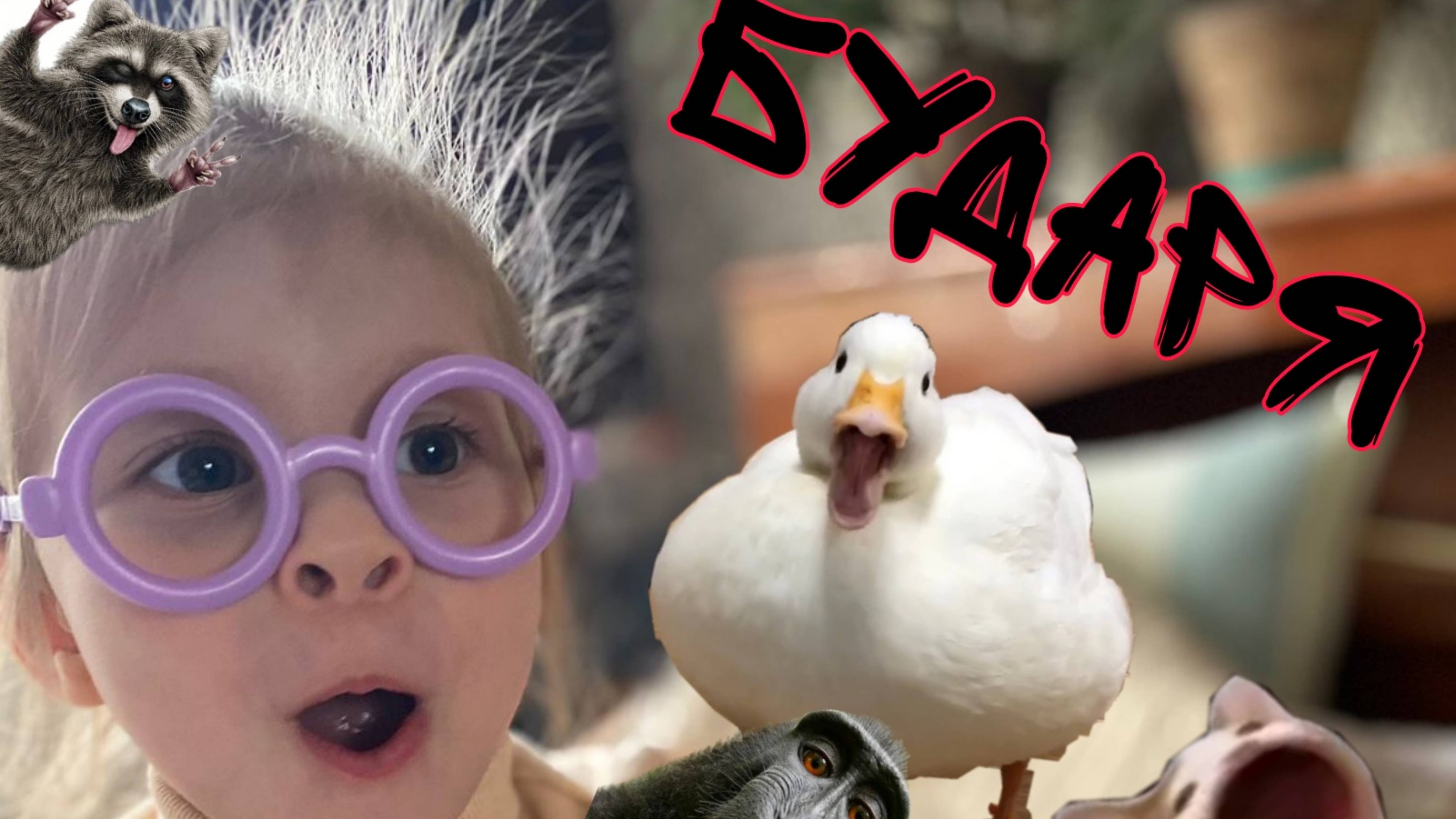 Бударя собирает пазлы | Животные в шоке