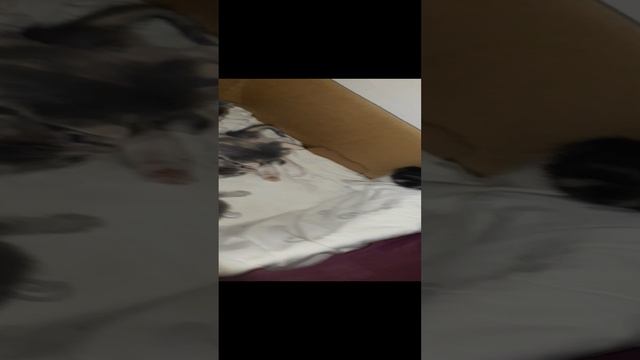 Битва Титан/ов/чиков?