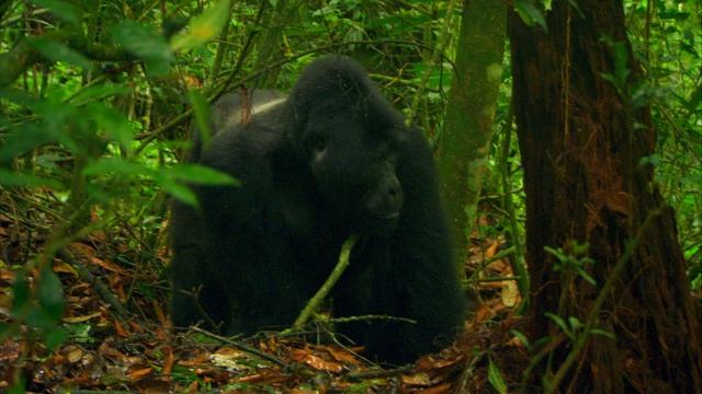 Последний шанс увидеть 2 серия «Северный белый носорог» (документальный сериал, 2009)