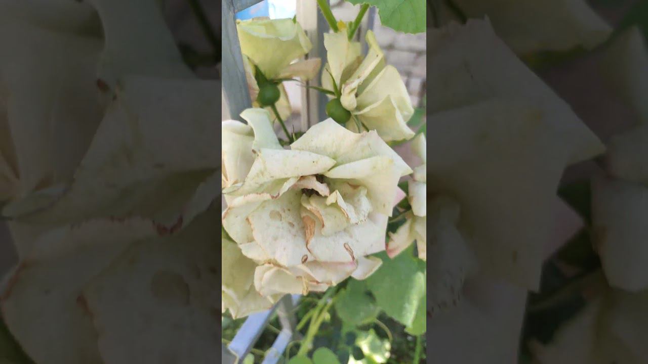 роза шогун, решила больше не ждать, когда цветы совсем засохнут