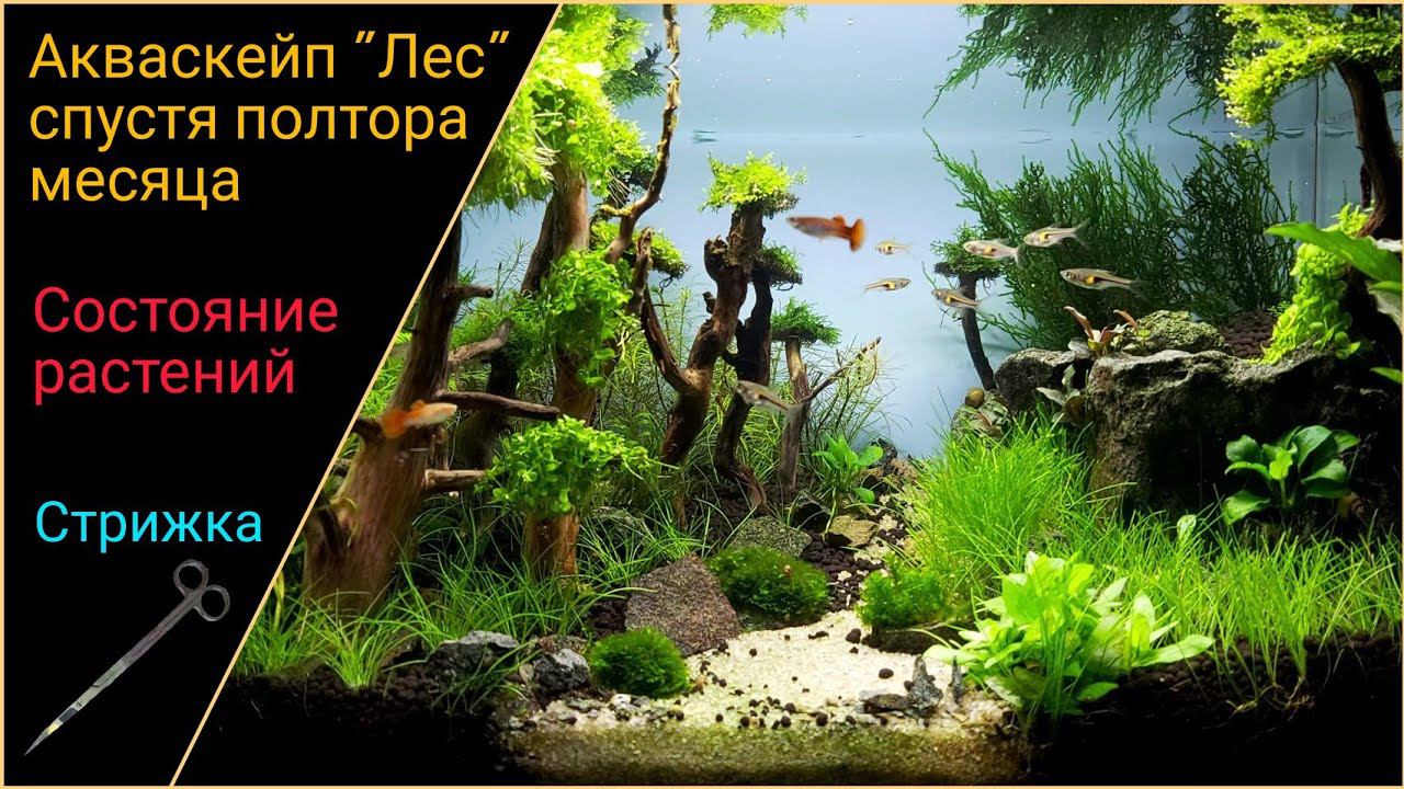 Аквариум "Лес" спустя полтора месяца. Стрижка растений.