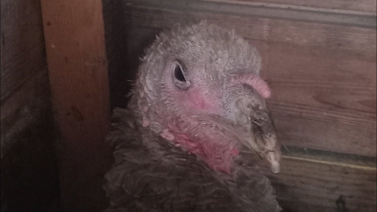 Чем лечить синусит у индюков 100% помогает//Лучшее лекарство от синусит и микоплазмоза