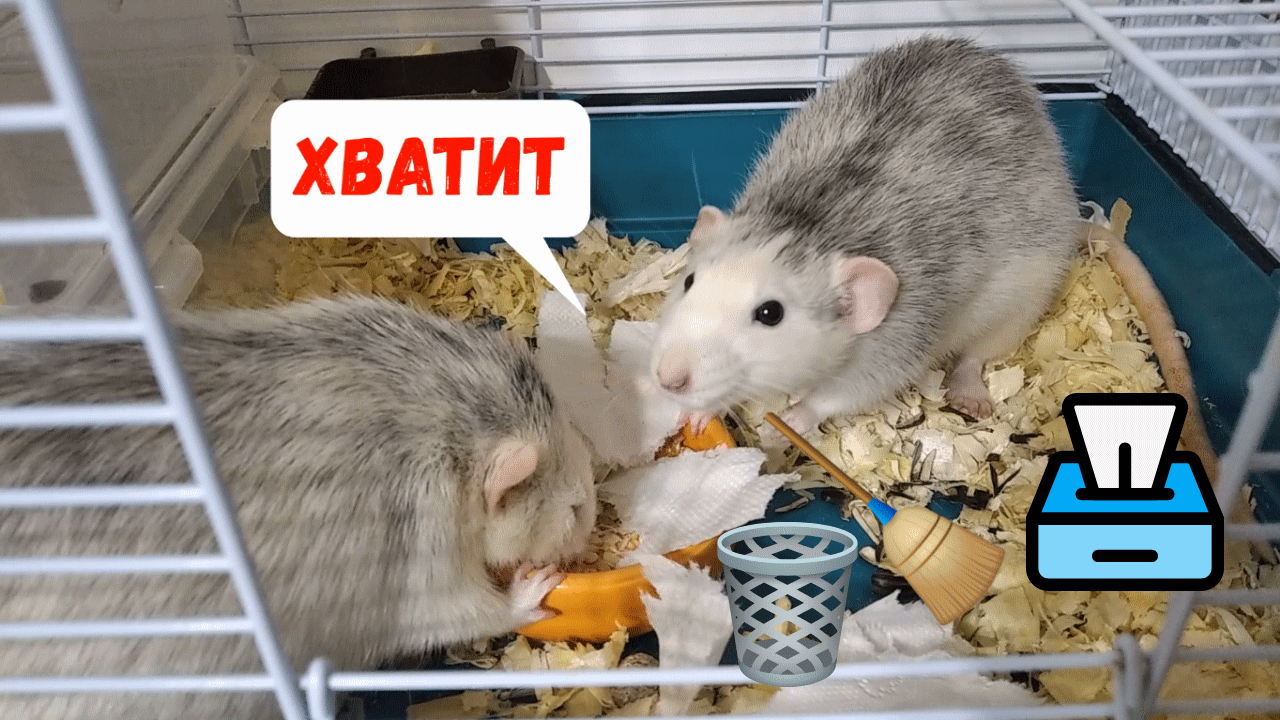 САЛФЕТКУ БЫ | КРЫСЫ В ЭФИРЕ