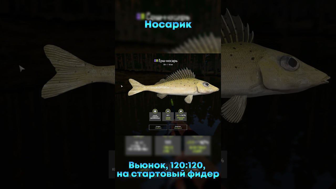 Ёрш-носарь на реке Вьюнок