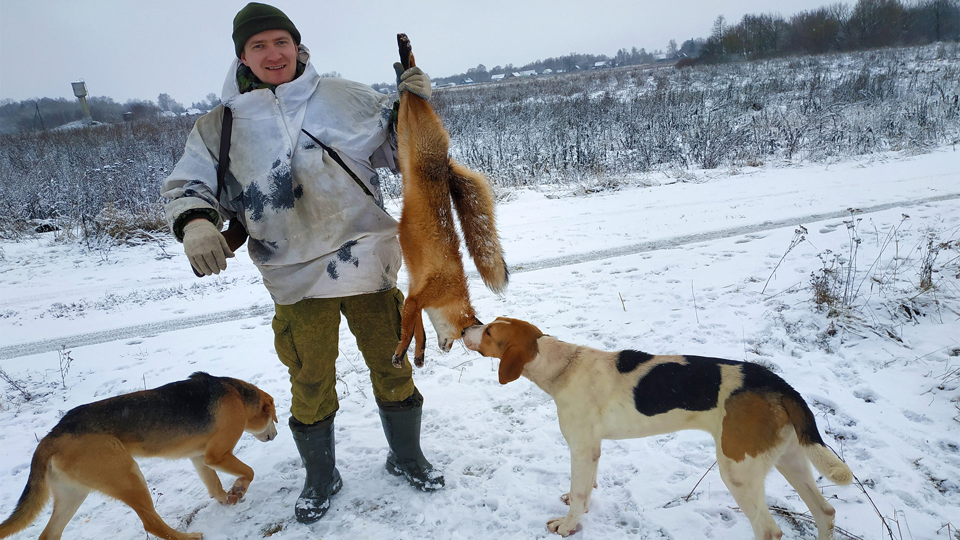 ПЕРВАЯ ДОБЫТАЯ ЛИСА ПОСЛЕ БОЛЕЗНИ. ОХОТА НА ЛИС