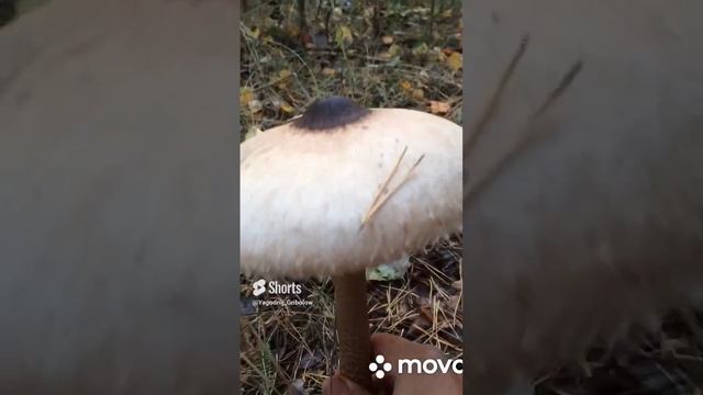 ❗️ВОТ ТАКОЙ ОН - ГРИБ  ЗОНТИК ☂️