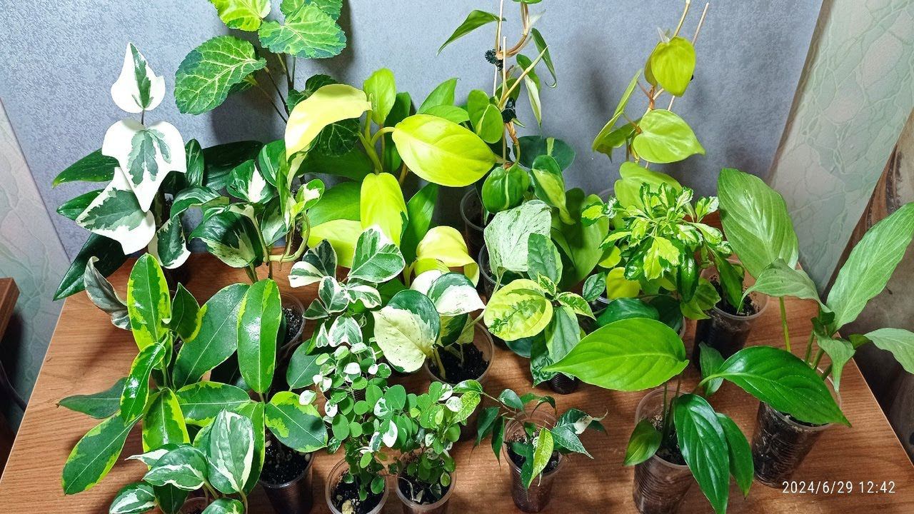 29.06.24 Скидка 10% до 07.07.24. Излишки разные растения