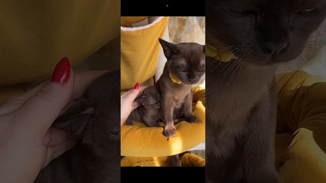 Бурманские котята.