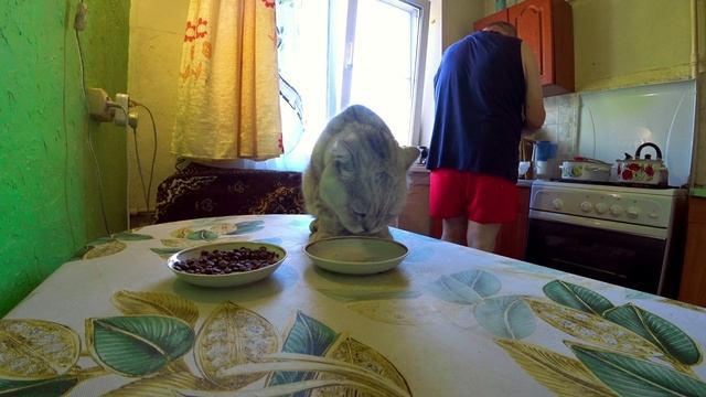 Не могу есть, пока не покормлю кота. #влог #кот