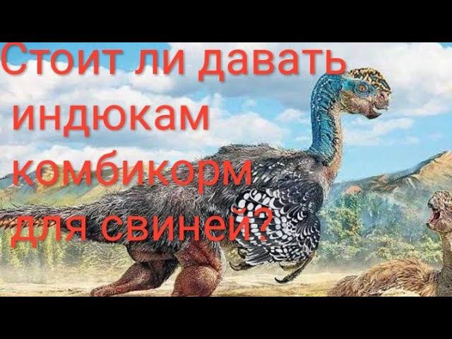 Давать индюкам комбикорм для свиней или нет?