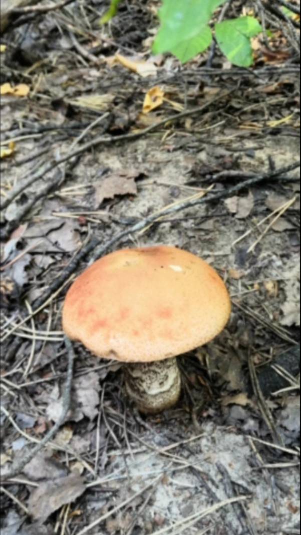 Четыре классных подосиновика на лесной дороге