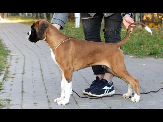 Щенок боксера Олимп в Зените Удачи 16.06.2021г.р./ Boxer puppy Olimp v Zenite Udachi born 16.06.2021