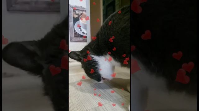 КОТ Ханзо и колбаса равно любовь