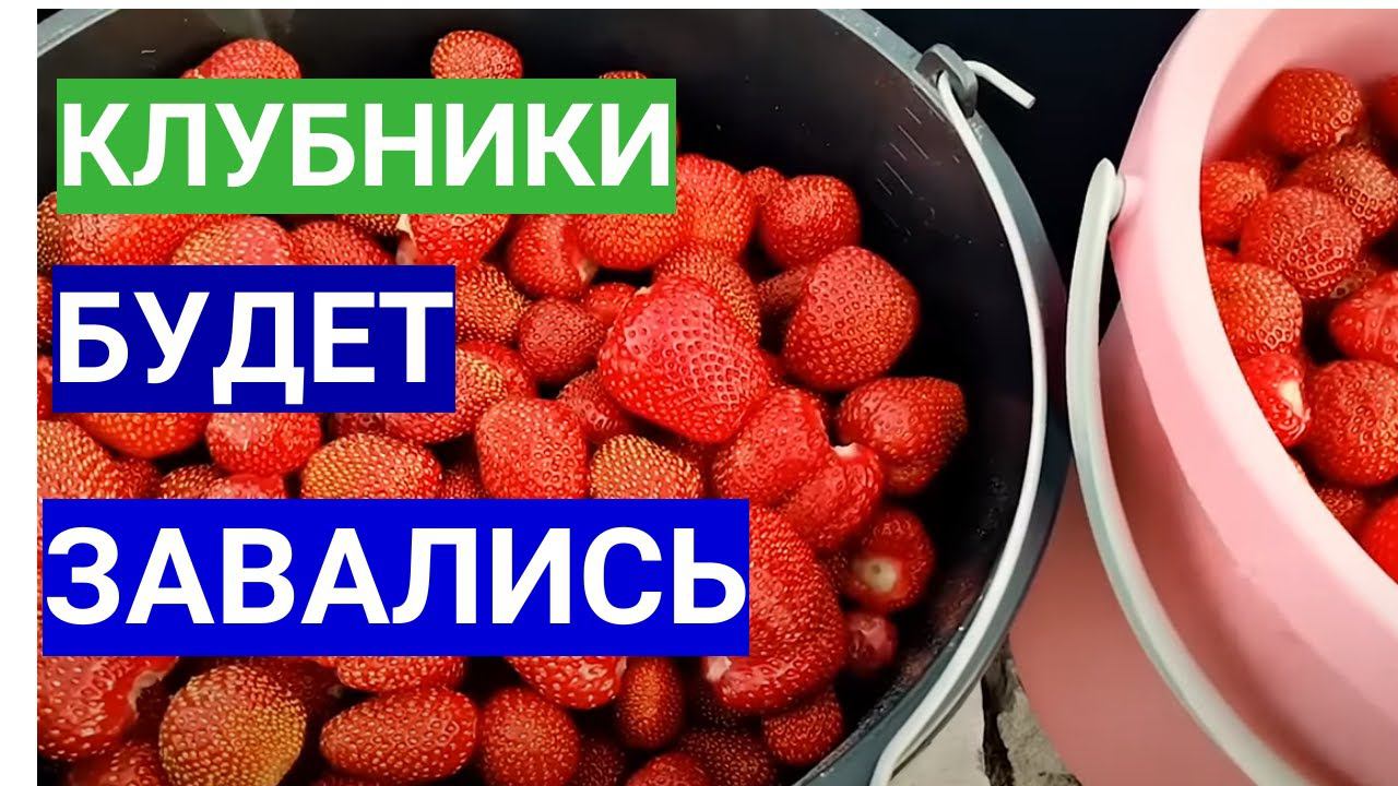 Отказалась от ранних сортов клубники. Вернулась в старым сортам и бабушкиному уходу. Ягод - завались