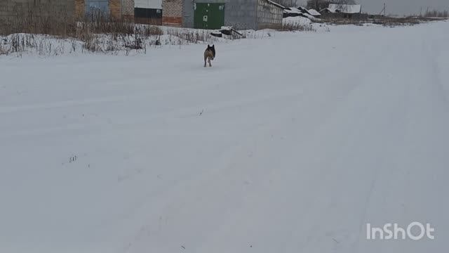 95) СОБАКА Породы ОВЧАРКА по Кличке Верба и ее вечерний туалет в Городе ПЕНЗА 19 Февраля 2023