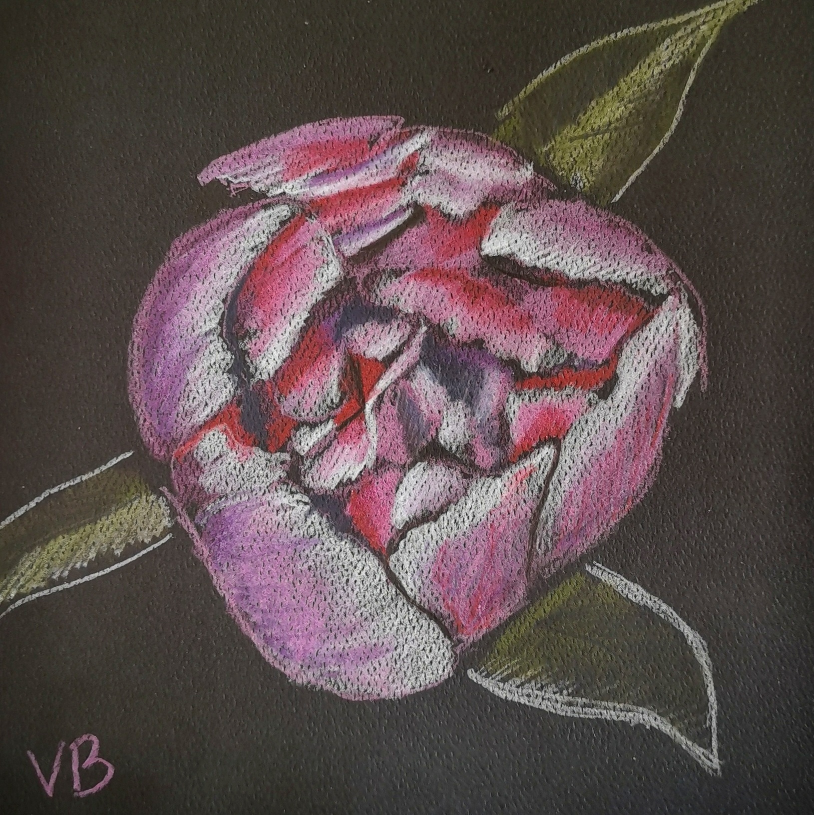 Пион цветными карандашами