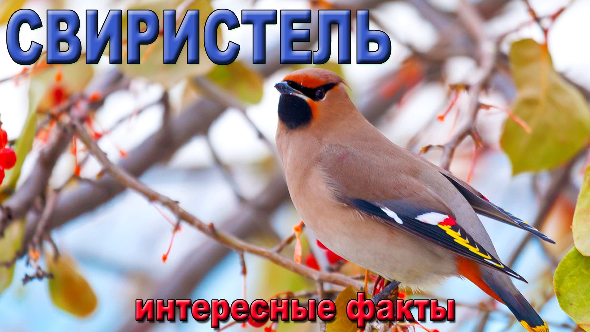 Свиристель, интересные факты.