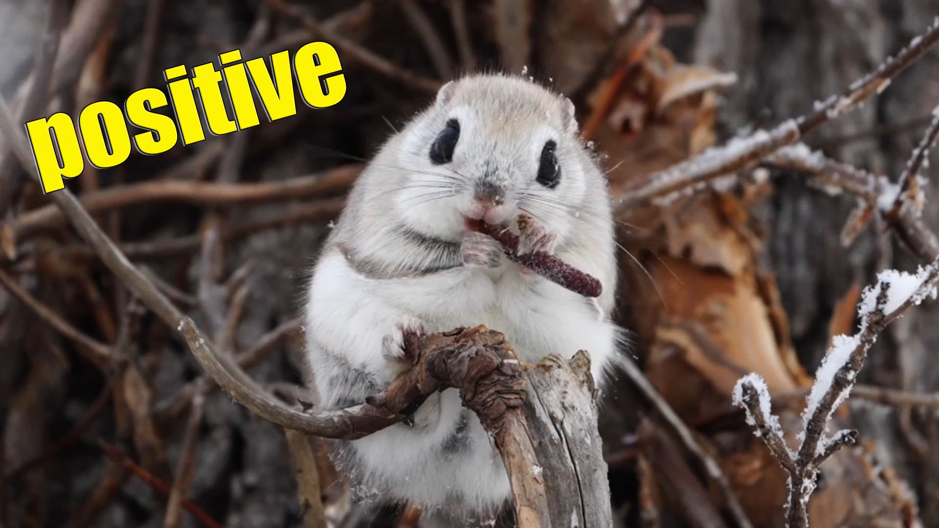 Очередная доза позитива для поднятия настроения #22. Не волнуйся, будь счастлив!