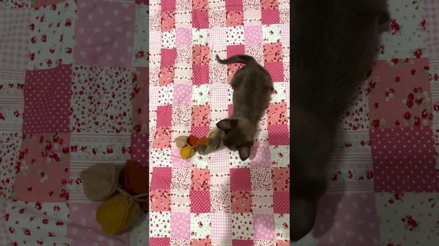 Бурма. Бурманские котята.