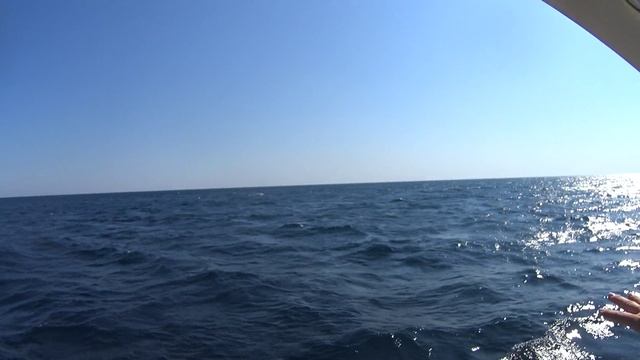 Крым. Новый Свет. Дельфины. Трейлер!