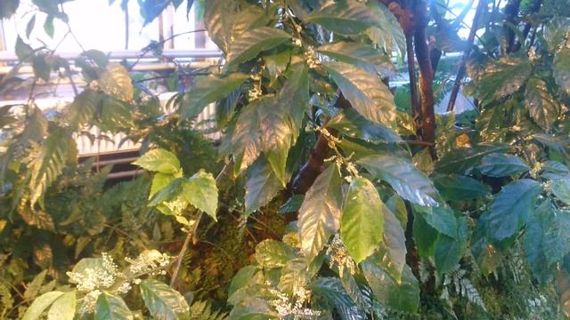 Меса (лат. Maesa perlaria), Ботанический сад, г. Орхус, Дания. 21 янв. 2022