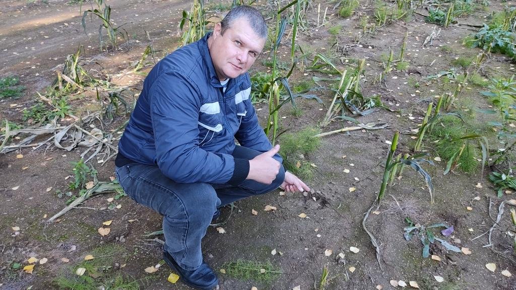 Следы кабана на кукурузном поле