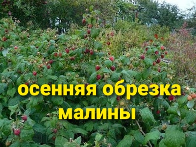 Осенняя обрезка малины.Усадьба Романовых.