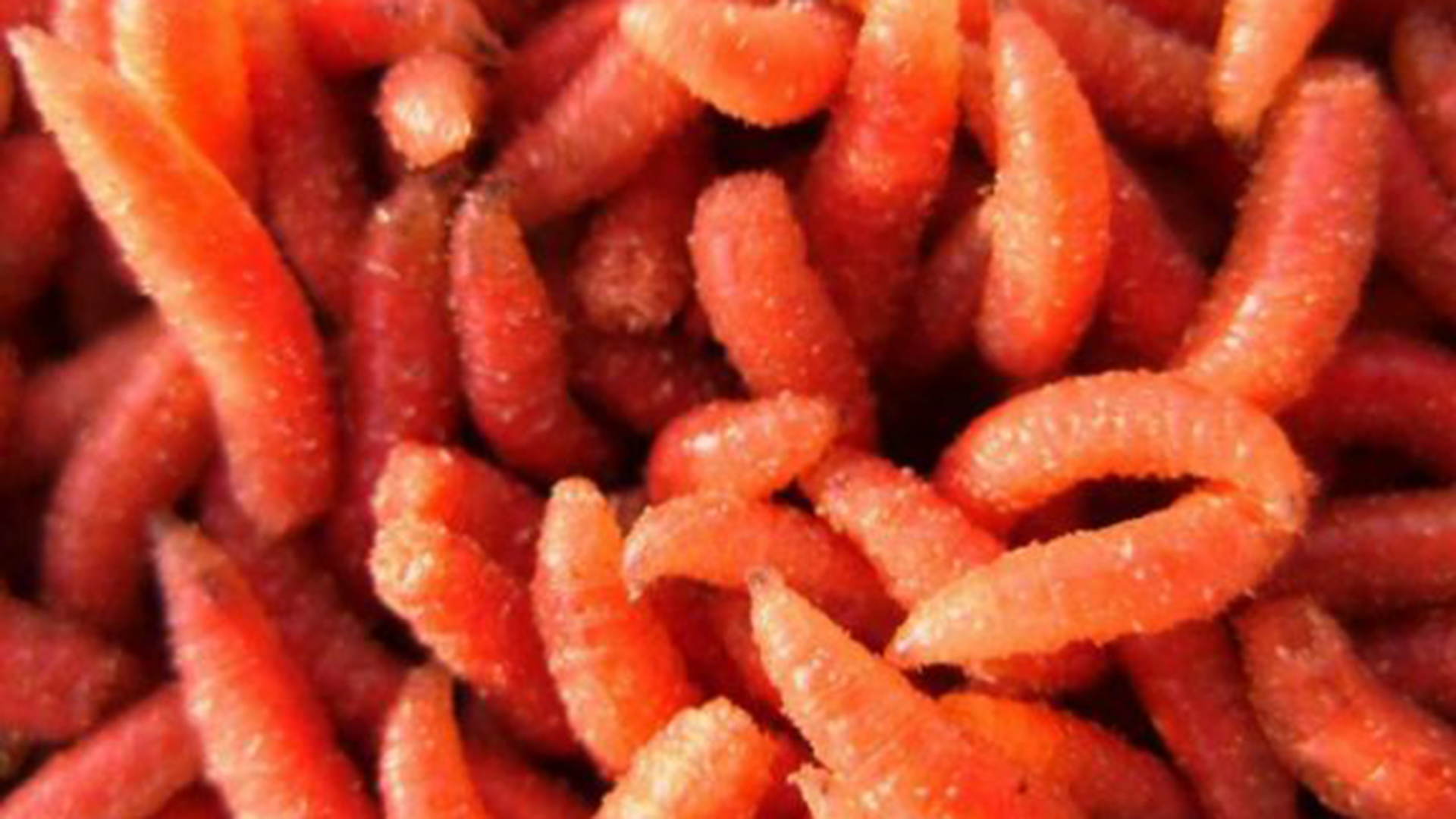 Как окрасить опарыша в красный цвет. Два способа.