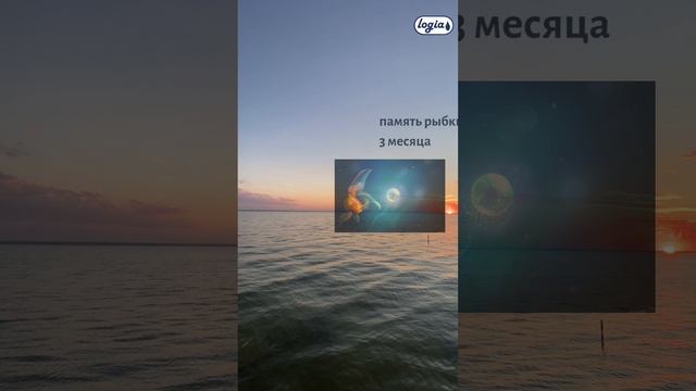 Факты о памяти, которые вы не знали. Превью к статье. Читайте https://dzen.ru/logia. #shorts