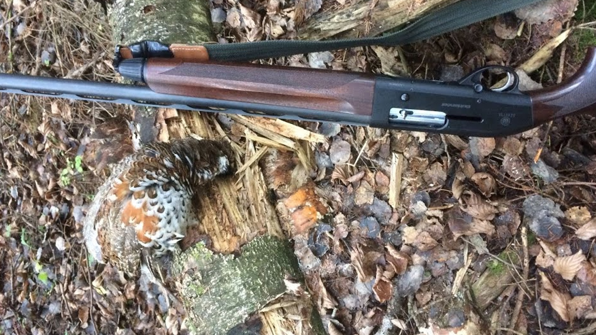 ОСЕННЯЯ ОХОТА НА РЯБЧИКА 19.