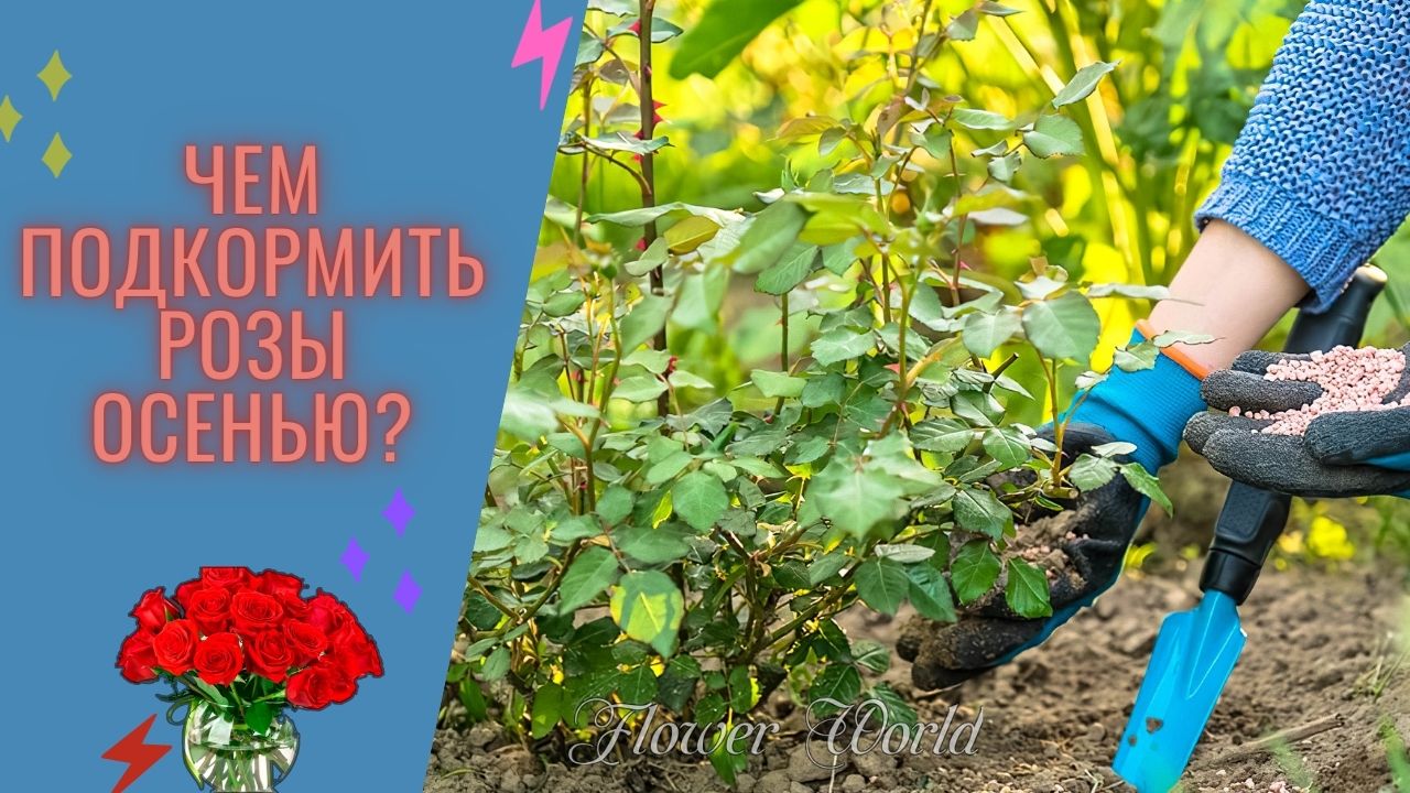Чем подкормить розы осенью? Как и чем подкормить.🚑