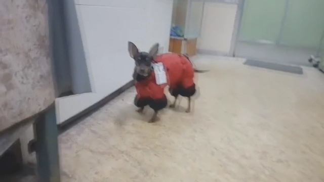 Пражский крысарик - доха на натуральной цигейке.