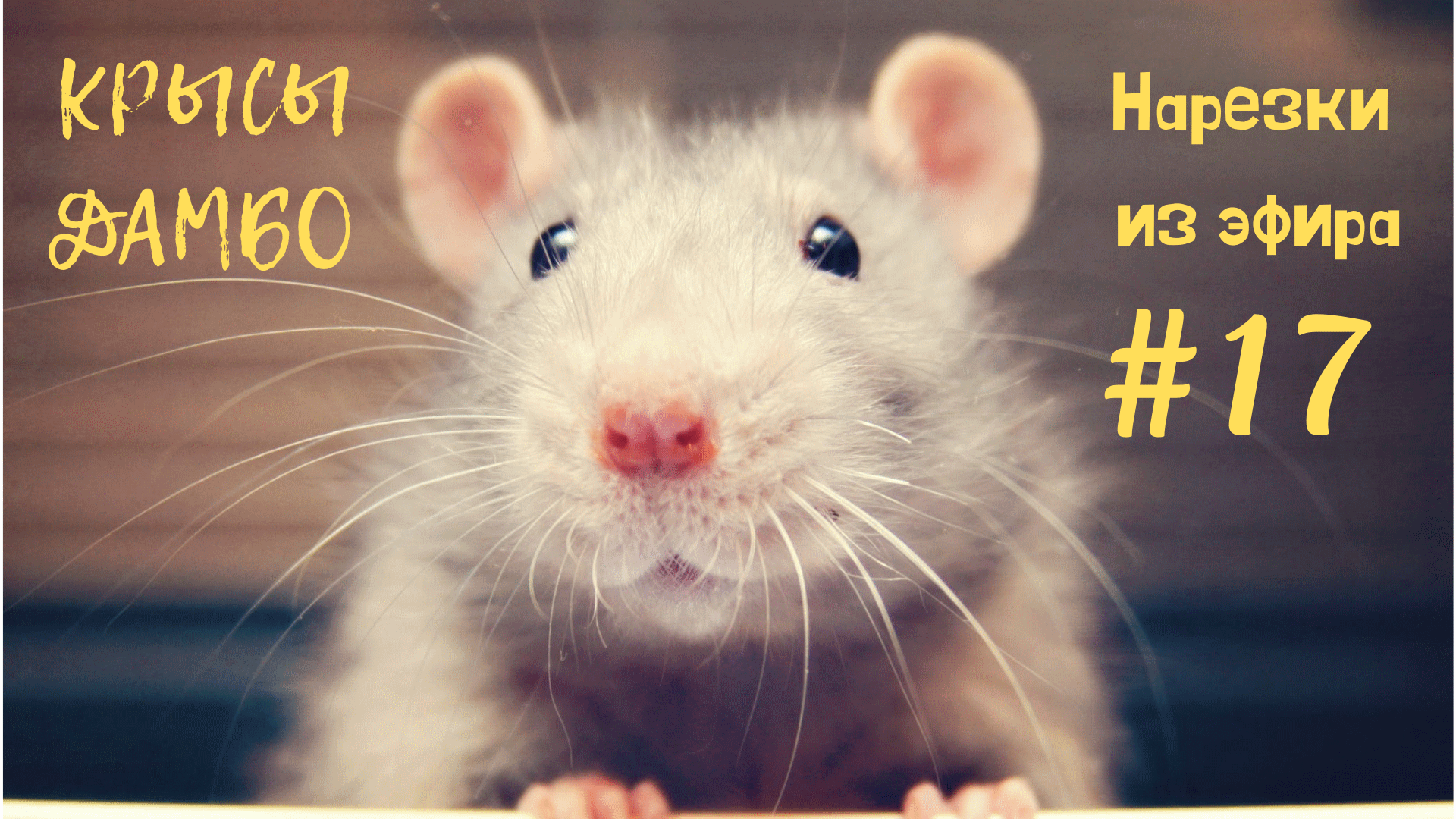 НАРЕЗКИ ИЗ ЭФИРА | КРЫСЫ #17