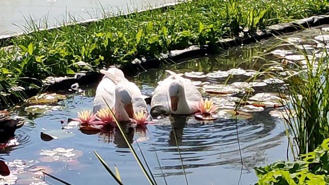 Стендапер Анонс