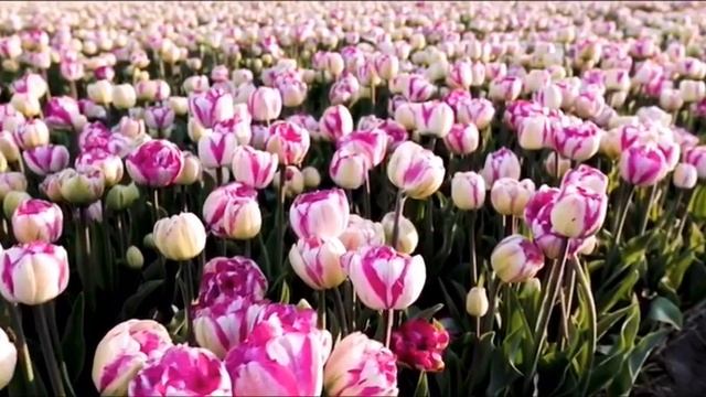 Стихи. Мне стало нравиться молчать