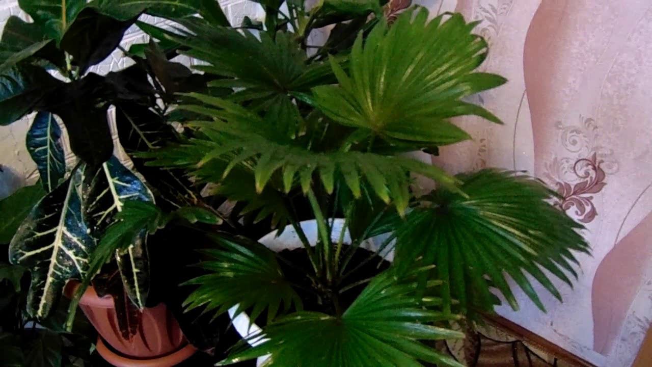 Пальма Ливистона с Веерообразной Формой Листа - Выращивание и Уход в Домашних Условиях .