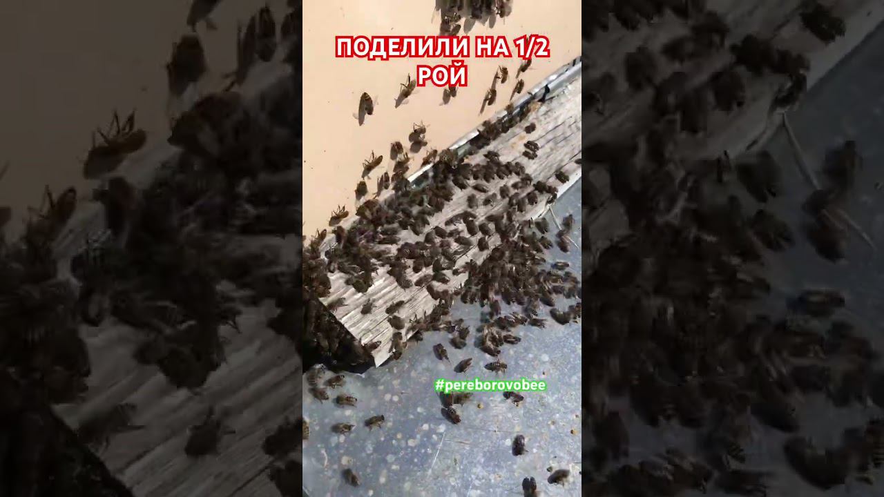 Рой поделил на поллёта! ПАСЕКА! #pereborovobee #пчеловодство #пасека #роение