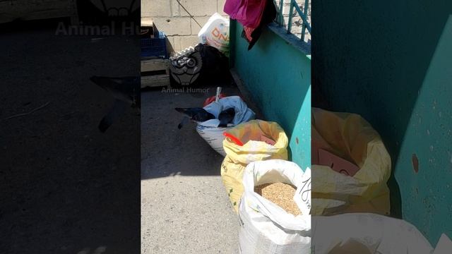 Бандиты с большой дороги.