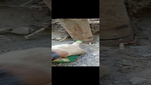 Металлокоп в лесу