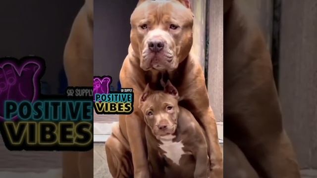 YouCut_20230618_115447351.mp4