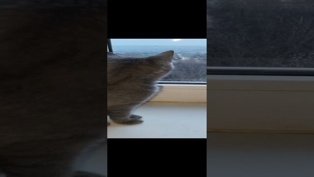 И так целыми днями у окна.