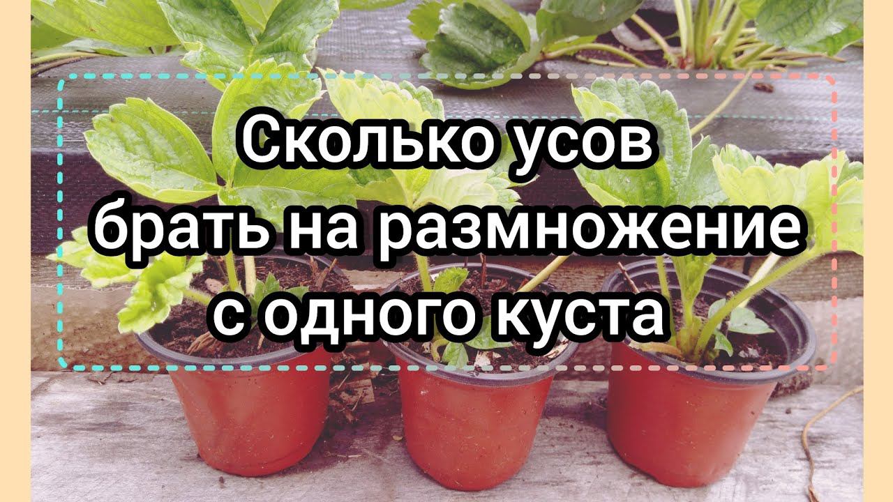 Сколько усов брать на размножение с одного куста садовой земляники.