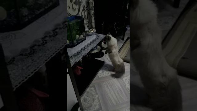 Кошка в первые увидела аквариум с рыбками