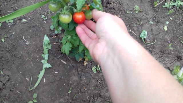 Подвязывание томатов