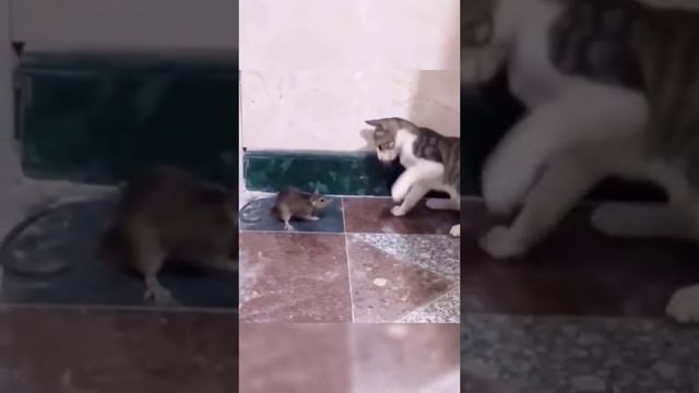 Том и Джерри в кино