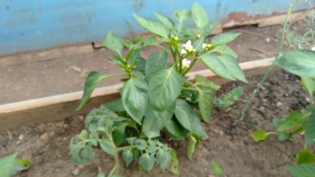 Обзор теплицы.