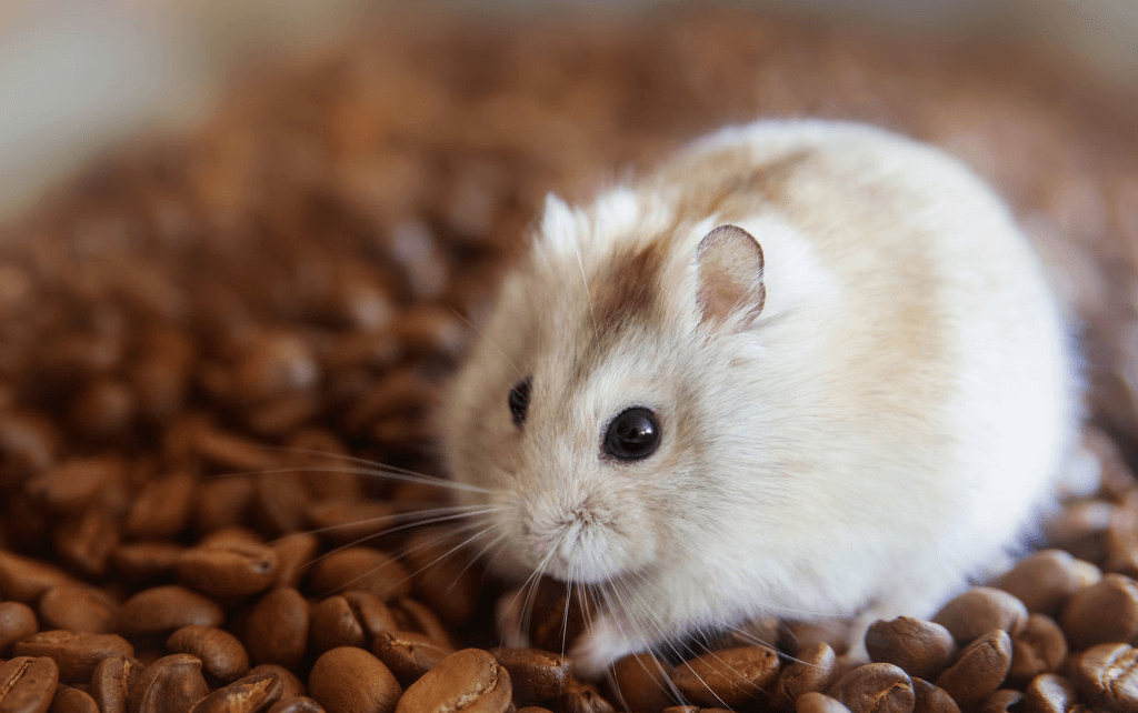 ПОЧЕМУ ХОМЯК НЕ БЕРЕМЕНЕЕТ