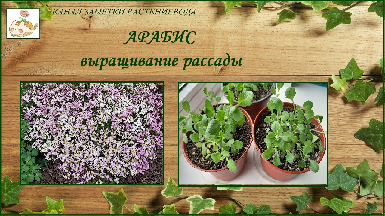 Арабис - пышный, ароматный ковер, выращивание из семян