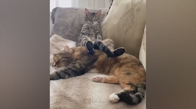 Приколы с котами и собаками #29